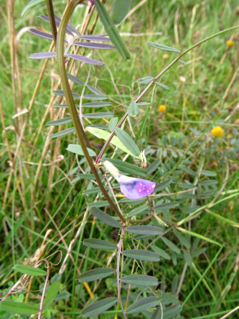 Common Vetch from Заводской район, Минск, Беларусь on November 07, 2020 ...