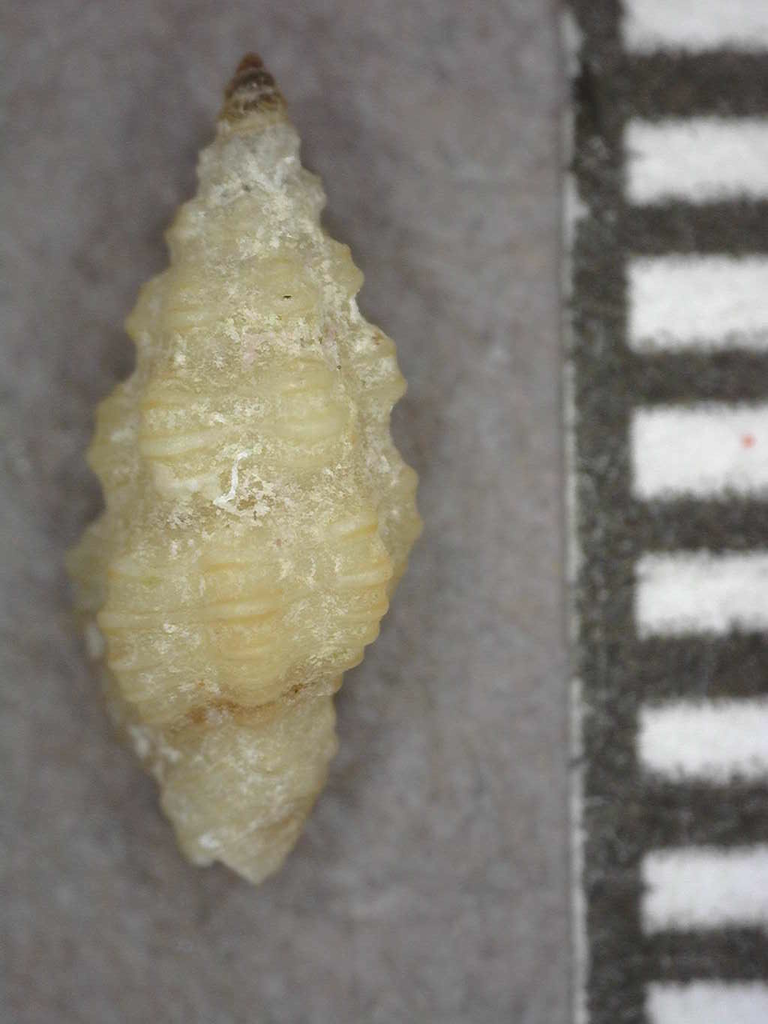 Lienardia mighelsi from Puako, HI, USA on July 20, 2014 by Phil Liff-Grieff. from shell grit ...