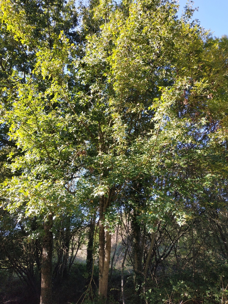 field maple from 85000 La Roche-sur-Yon, France on October 10, 2020 at ...