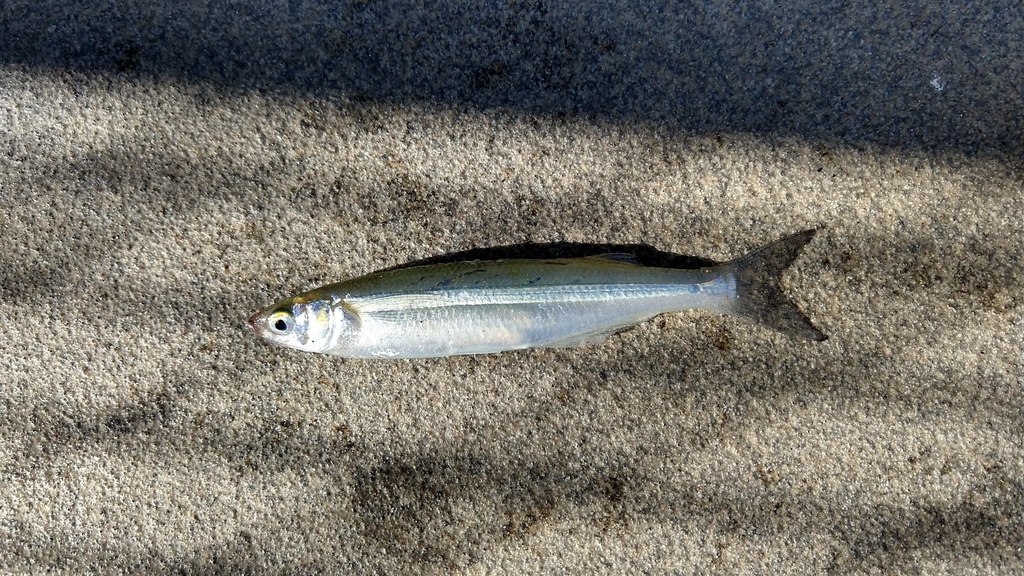 Topsmelt Silverside (Atherinops affinis) - Marine Life Identification