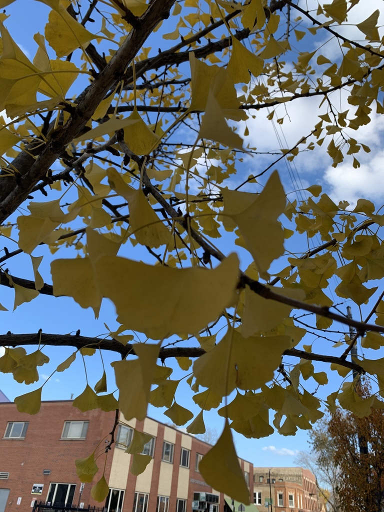 ginkgo from W Cortland St, Chicago, IL, US on November 8, 2020 at 01:43 ...