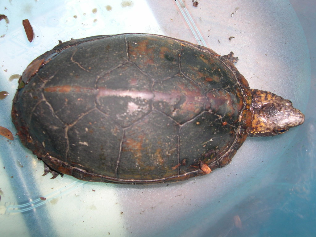 Tabasco Mud Turtle in January 2004 by aramacao59 · iNaturalist