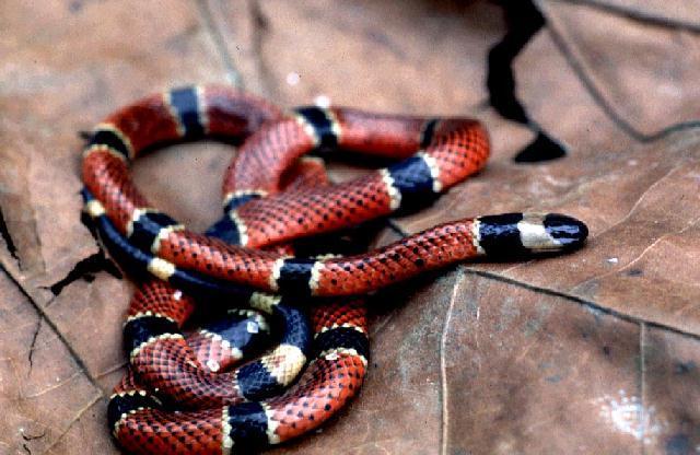 Variable Coralsnake (Micrurus diastema) - Snakes and Lizards