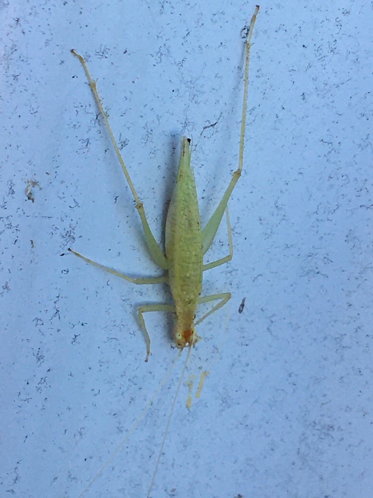Common Tree Crickets from Washington County, US-PA, US on November 08 ...