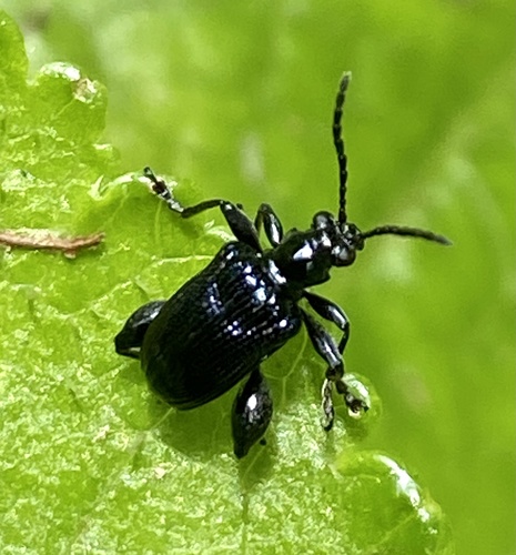 Subgenus Pachylema · iNaturalist