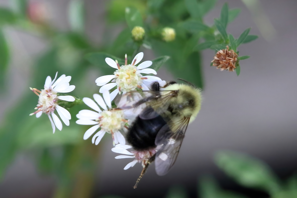 Common Eastern Bumble Bee in November 2020 by Lauren McLaurin · iNaturalist