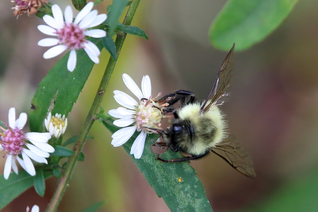 Common Eastern Bumble Bee in November 2020 by Lauren McLaurin · iNaturalist