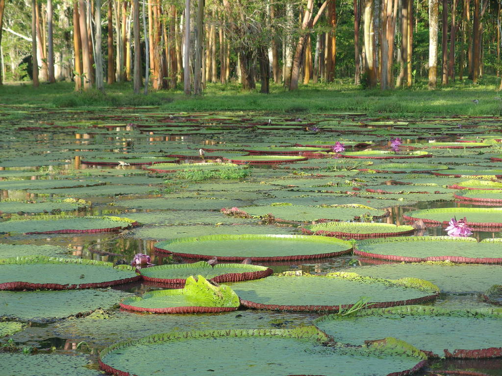 Amazon Giant Waterlily (Victoria amazonica) - Botanical Realm