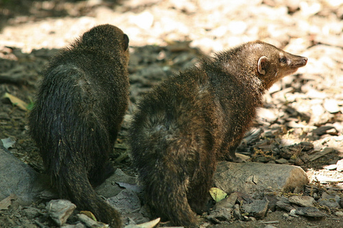 Kusimanses (Crossarchus) - Know Your Mammals