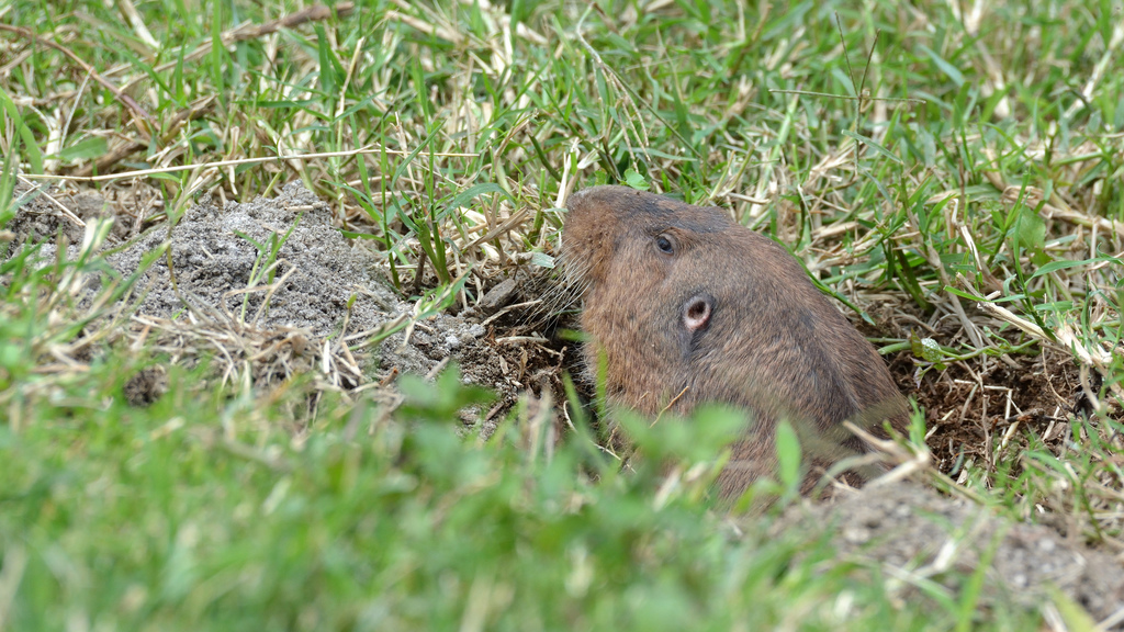 Merriam's pocket gopher from Cd. de México, México on September 27 ...