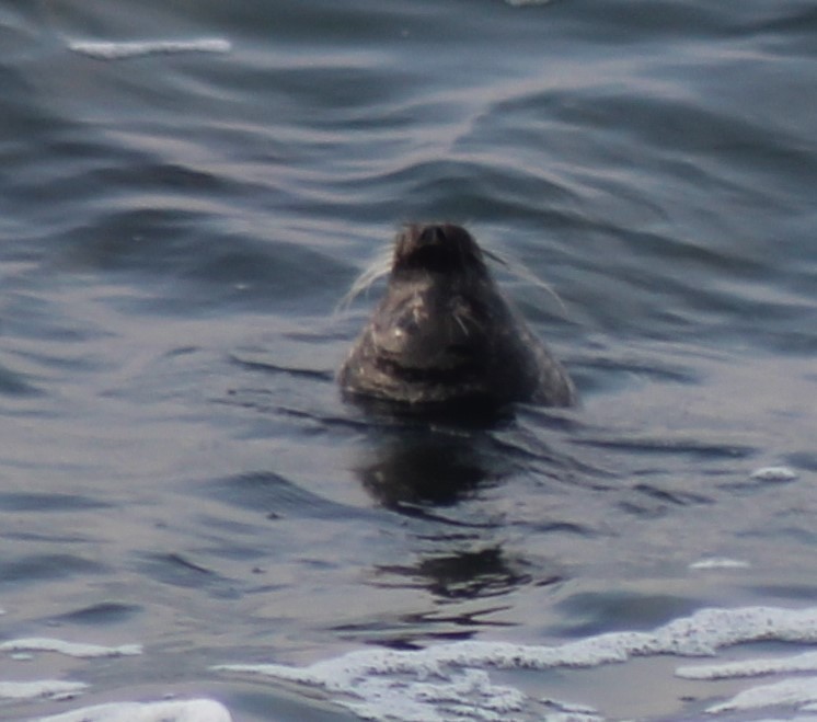 Pacific Harbor Seal from San Luis Obispo County, CA, USA on November 3 ...