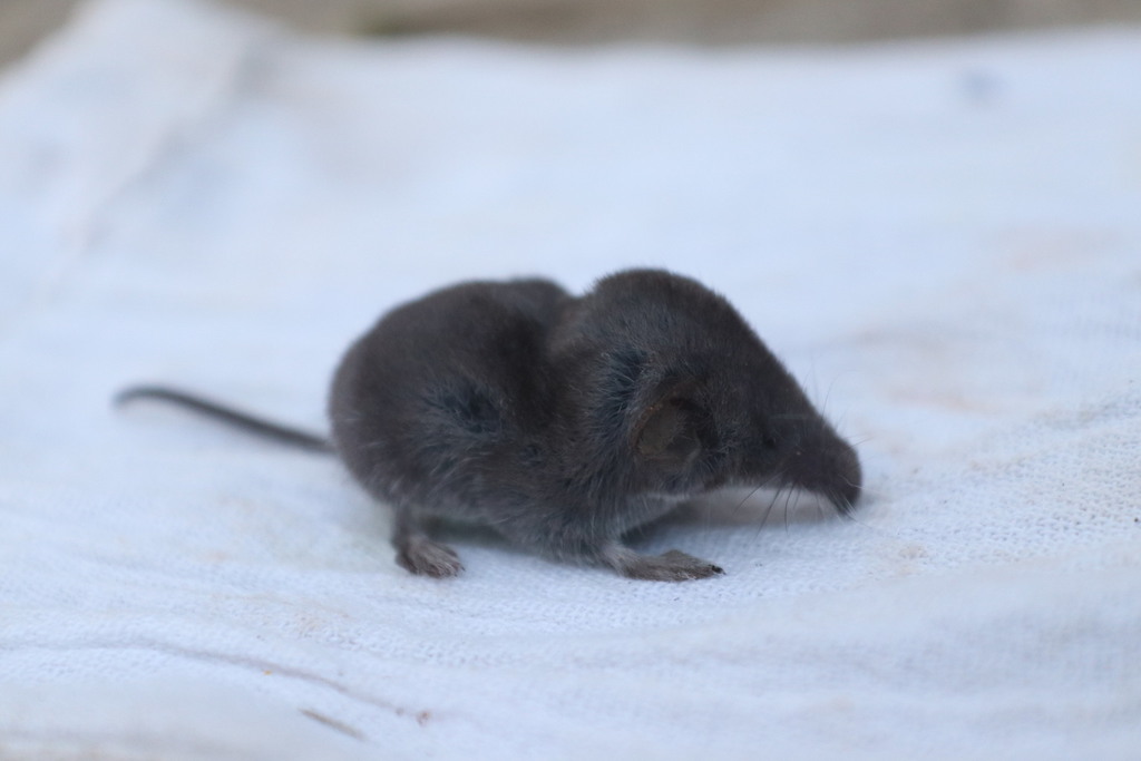 Dusky Shrew from Madera, Chih., México on November 8, 2020 at 08:13 AM ...