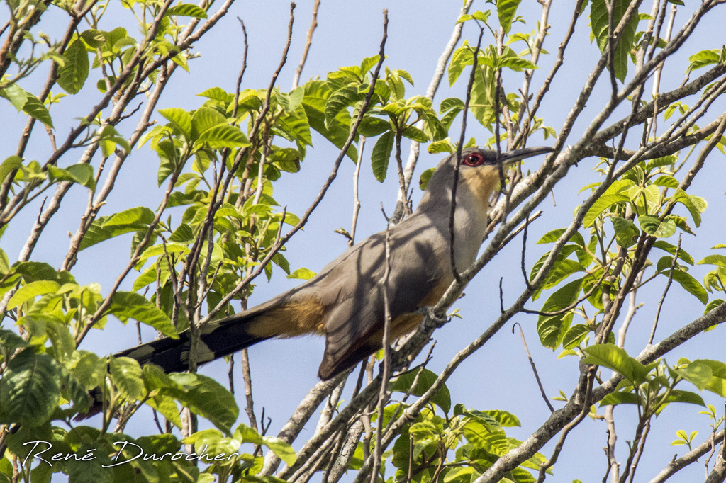 Hispaniolan Lizard-Cuckoo from Nord Department, Haiti on May 12, 2020 ...