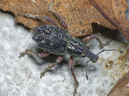 Megalometis aureosquamosus · iNaturalist