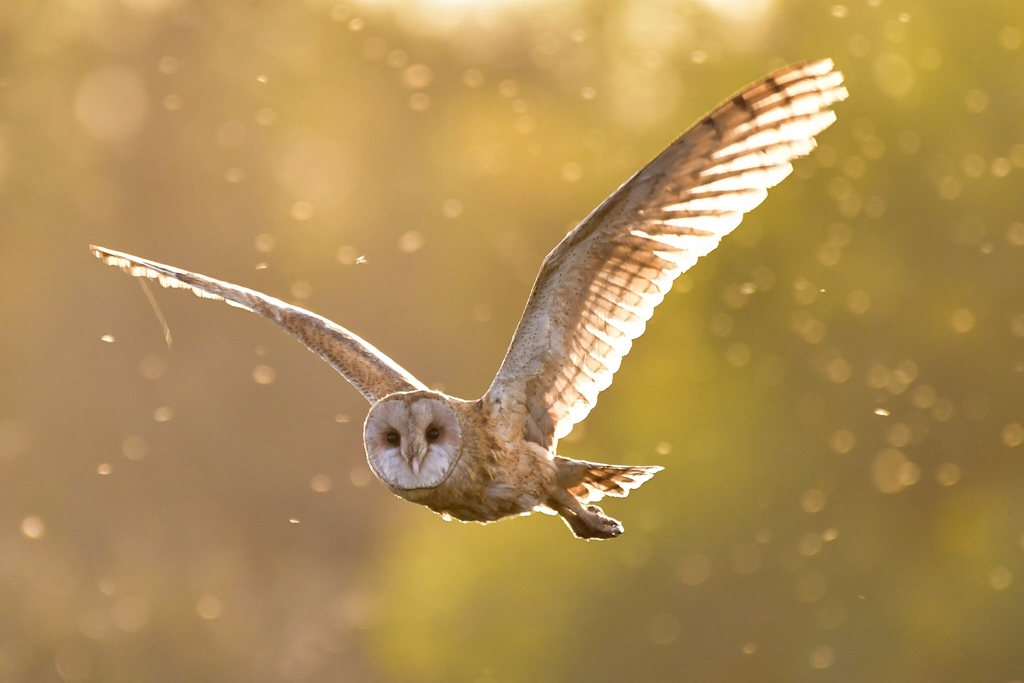 American Barn Owl (Mojave River Wildlife) · iNaturalist