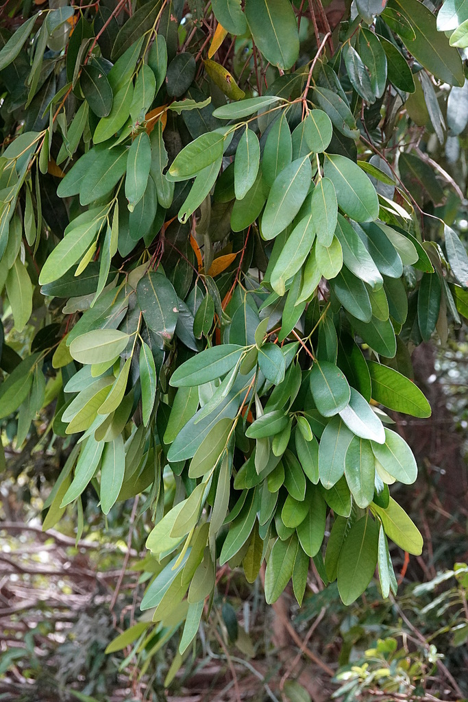 Syzygium forte from Pascoe River, Lockhart River QLD 4892, Australia on ...