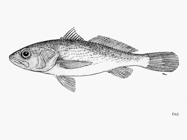 Dwarf weakfish (Cynoscion nannus) - Marine Life Identification