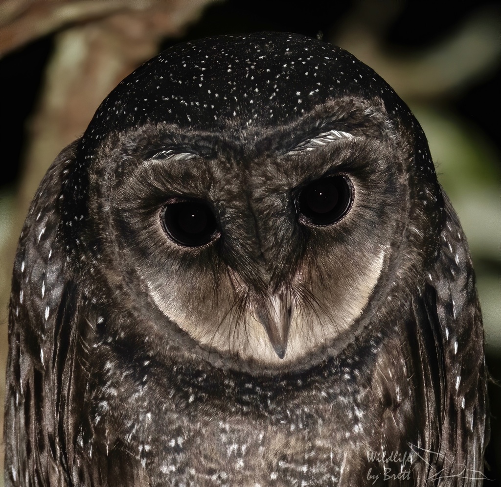 Sooty Owl (Tyto tenebricosa) - Avian Discovery