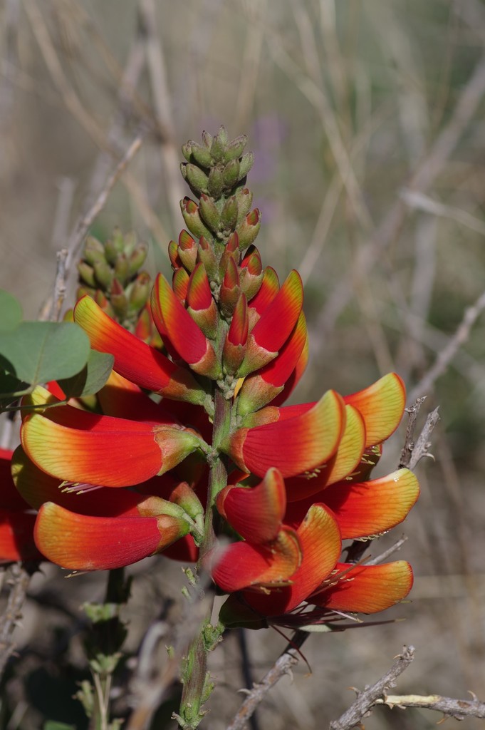 Coral trees (Erythrina) - Botanical Realm