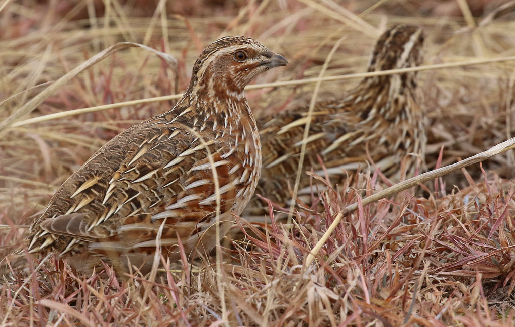 Common Quail from Somerset East District, South Africa on January 01 ...