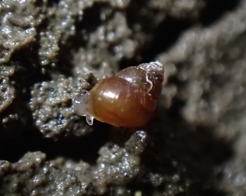 Angustassiminea vulgaris · iNaturalist