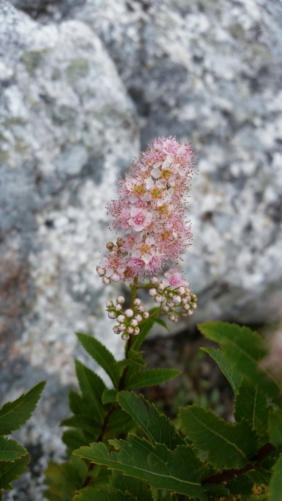 white meadowsweet from United States on September 10, 2017 at 01:43 PM ...