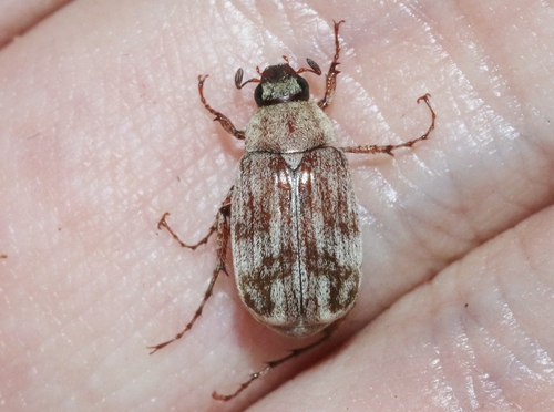 (Isonychus arizonensis)