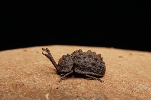 Byrsax macleayi · iNaturalist