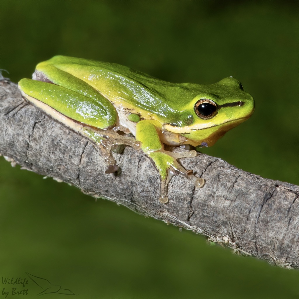 Eastern Dwarf Tree Frog (Pocket guide to fauna of Hamilton Island, QLD ...