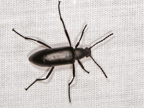 Strongylium atrum · iNaturalist