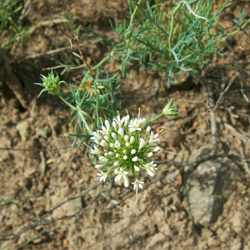 Genus Boopis · iNaturalist
