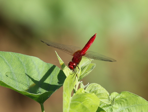 Urothemis bisignata · iNaturalist Mexico