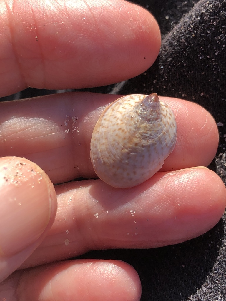 Convex Slippersnail from Plumb Beach, New York, NY, US on November 08 ...