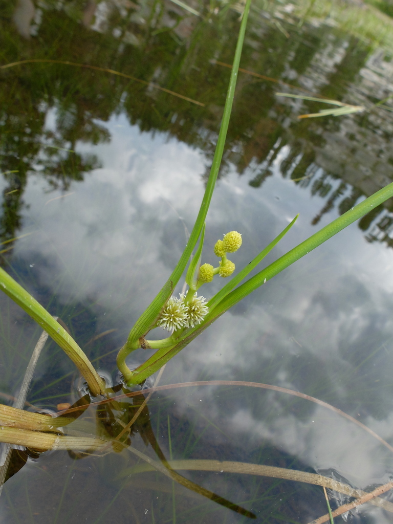 Narrow-leaved Bur-reed (GUIDEBOOK) · iNaturalist