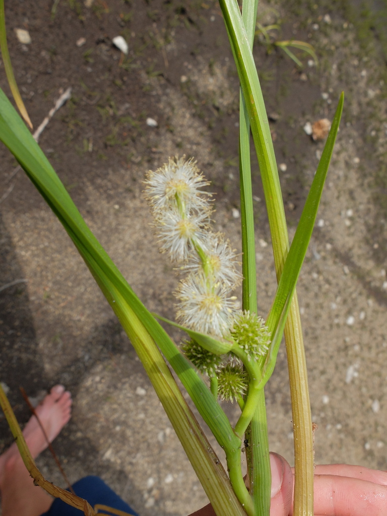 Narrow-leaved Bur-reed (GUIDEBOOK) · iNaturalist