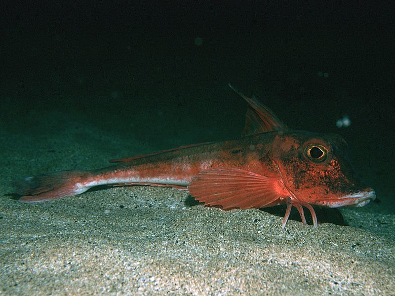 Red Gurnard (Chelidonichthys cuculus) - Marine Life Identification