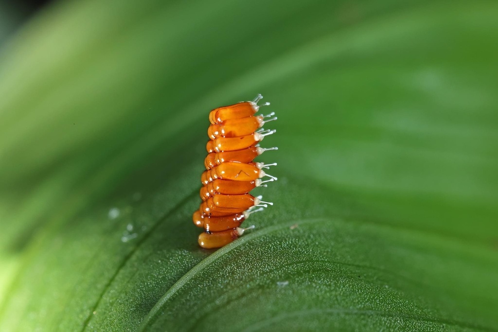 Epidaus sexspinus from 嘉道理農場暨植物園 (KFBG), 林村, 新界, HK on October 26, 2020 ...