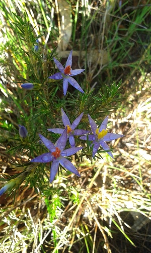 Lirios de oropel (Género Calectasia) · iNaturalist Mexico