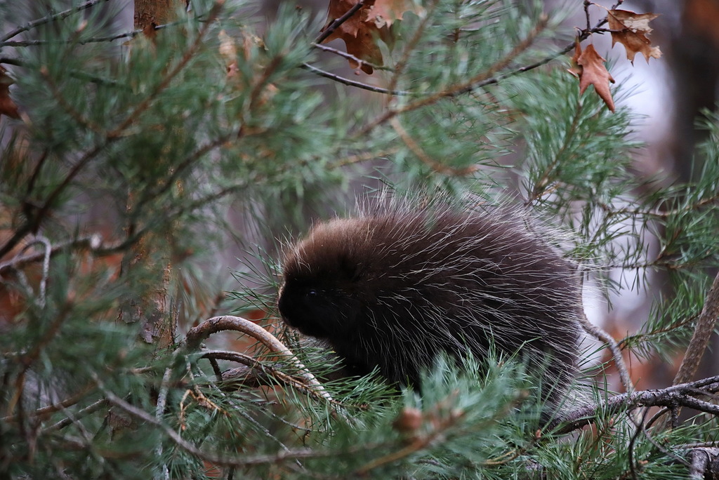 North American Porcupine from Algoma District, ON, Canada on November 9 ...