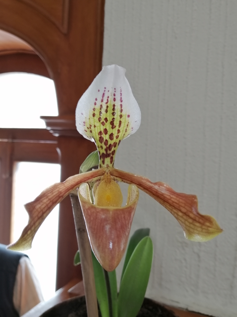 Paphiopedilum × nitens from Bosque Cuauhtémoc on November 09, 2020 at ...