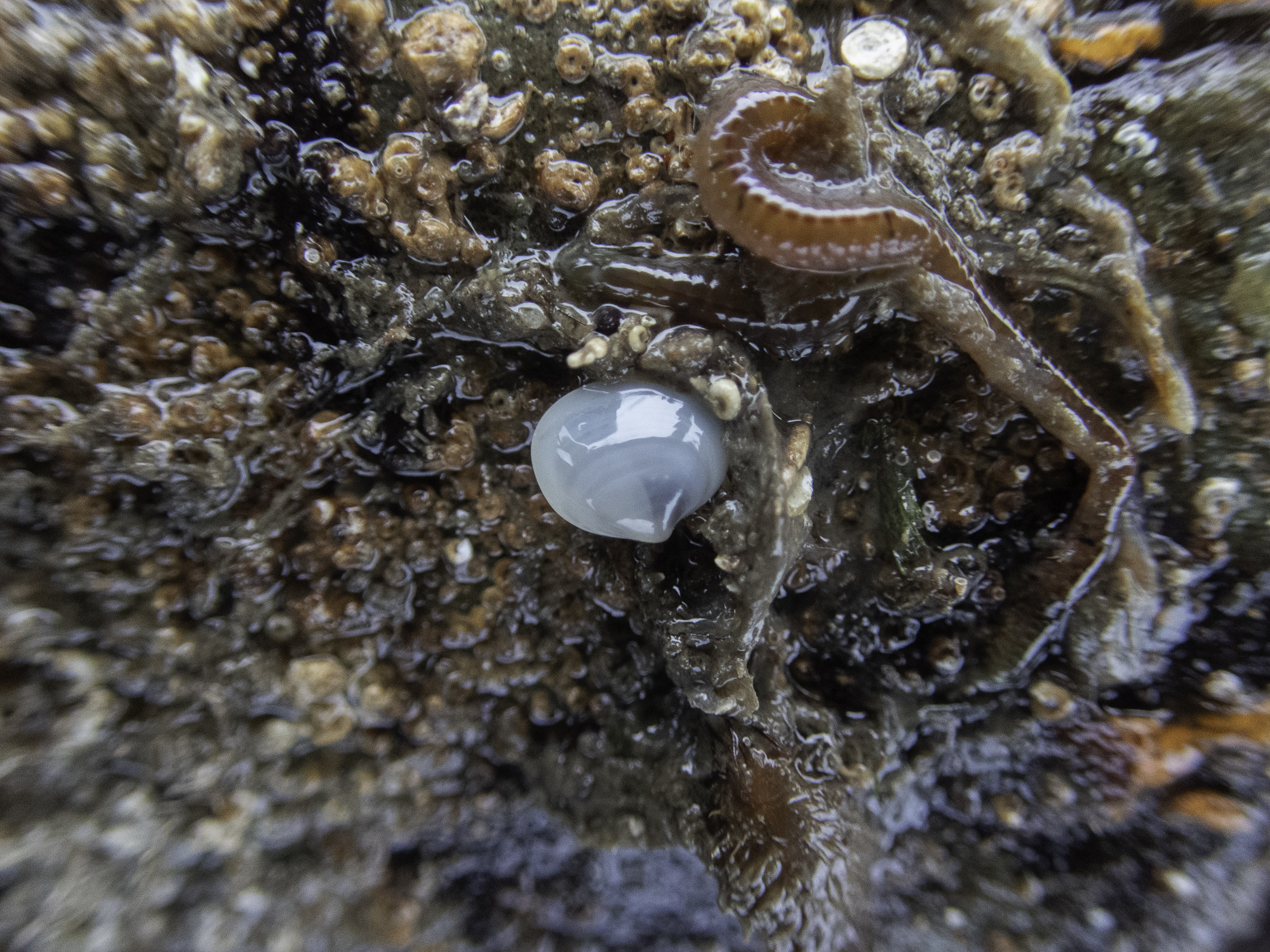 Kellia suborbicularis (Montagu, 1803)