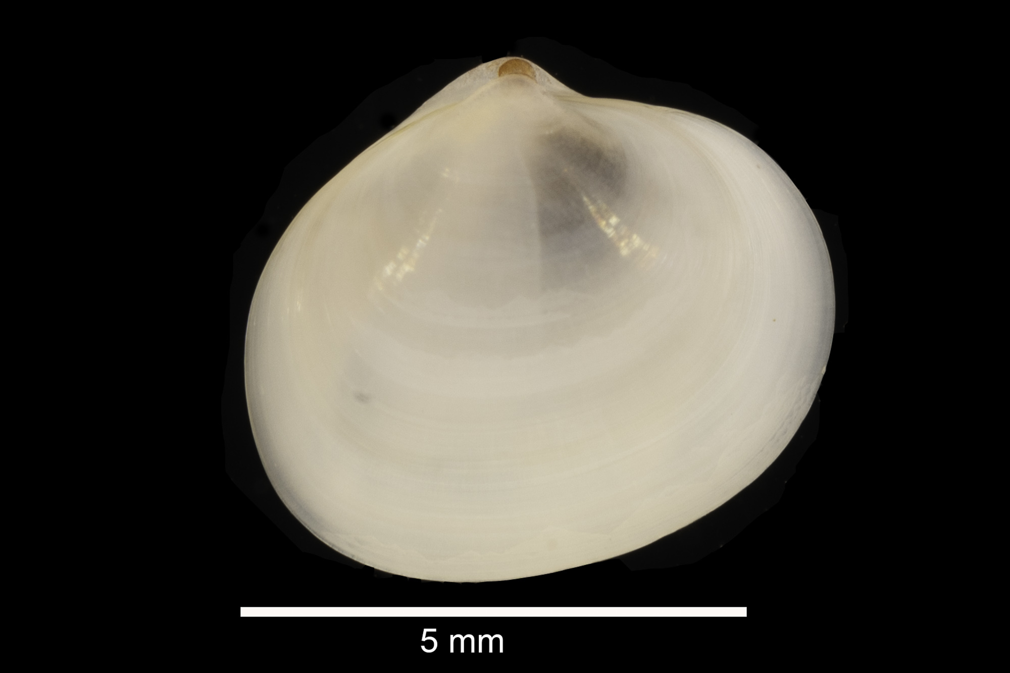 Kellia suborbicularis (Montagu, 1803)