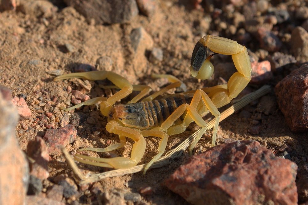 Leiurus Quinquestriatus Hebraeus