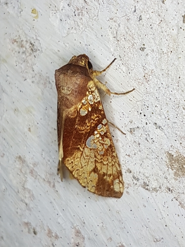 Hapigia cresus · iNaturalist