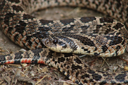 South American Hognose Snake (Xenodon dorbignyi) - Snakes and Lizards