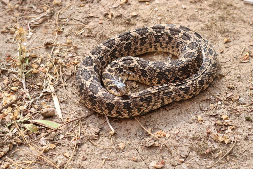 South American Hognose Snake from Abasto, Provincia de Buenos Aires ...