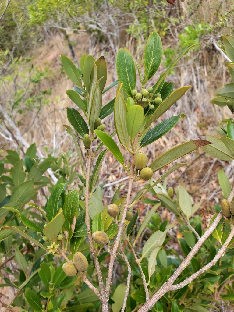 mangroves (Rhizophoraceae) - Botanical Realm