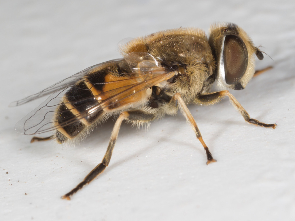 Eurasian Drone Fly from Flatrock, Northeast Avalon, Newfoundland ...