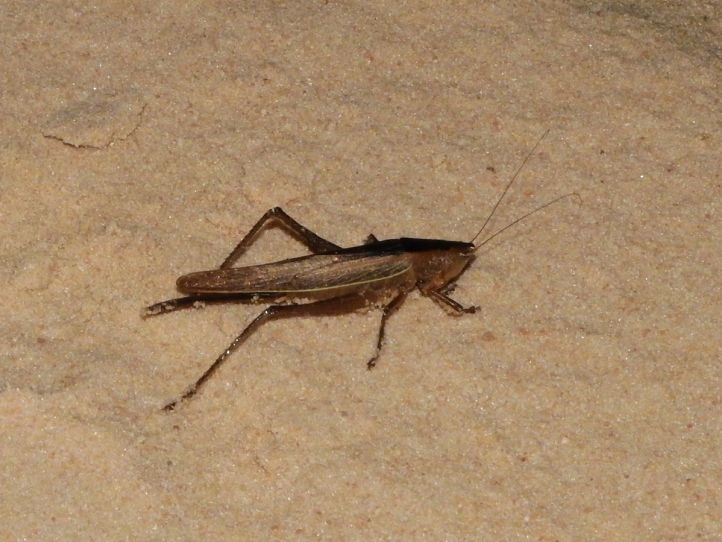 Bucrates lanista from Santarém - PA, Brasil on November 8, 2020 at 09: ...