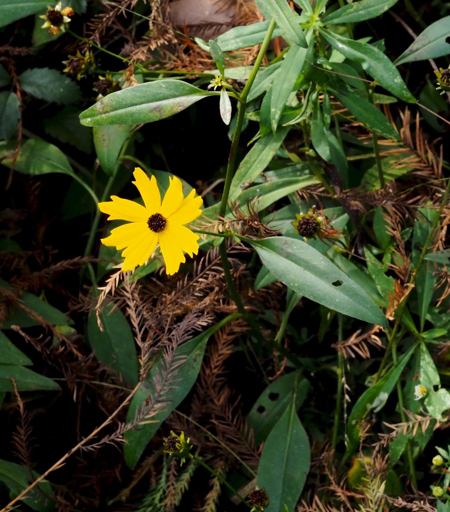 Coreopsis palustris in October 2020 by Jim Brighton · iNaturalist